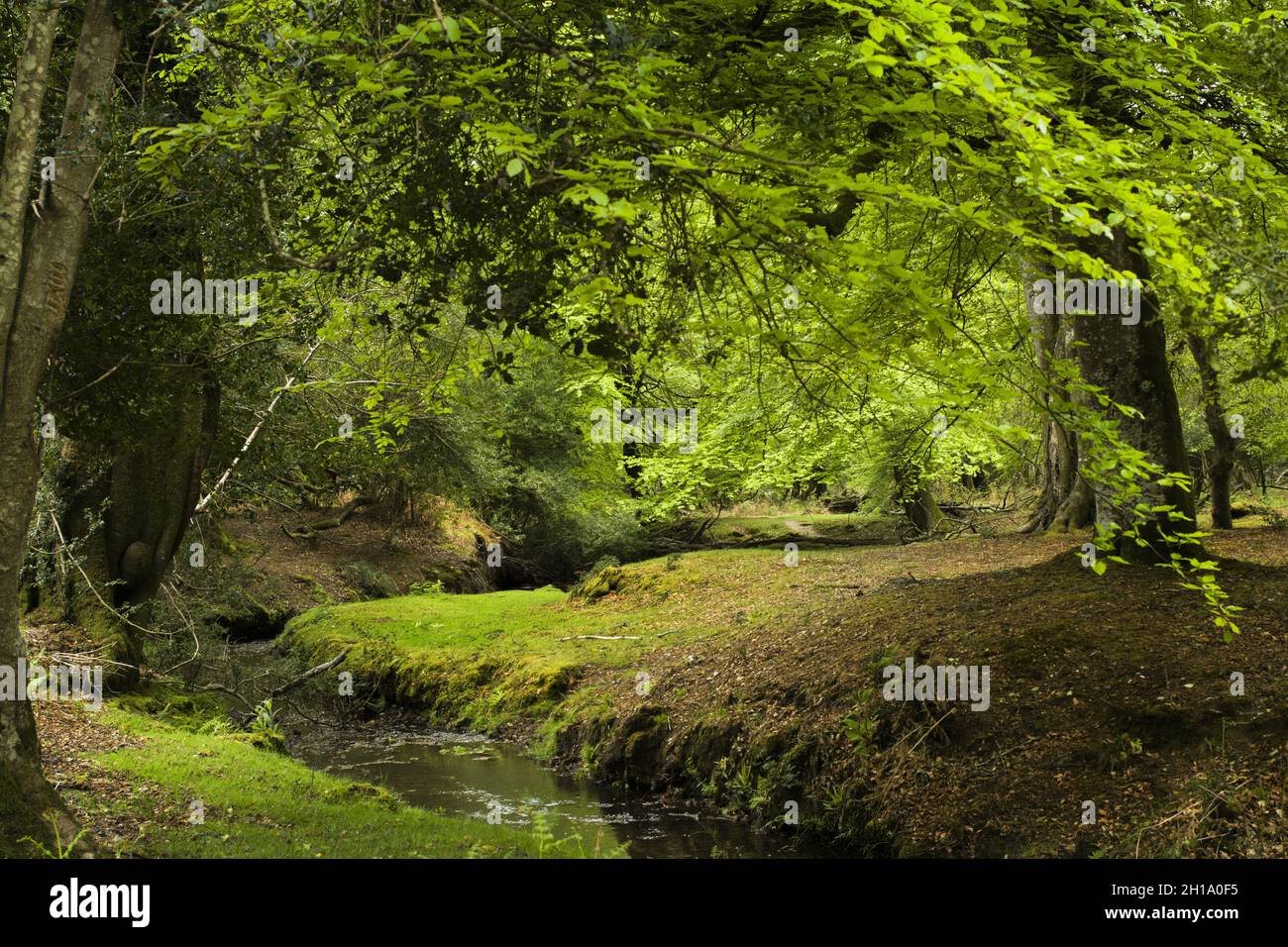 New fores uk hi-res stock photography and images - Alamy