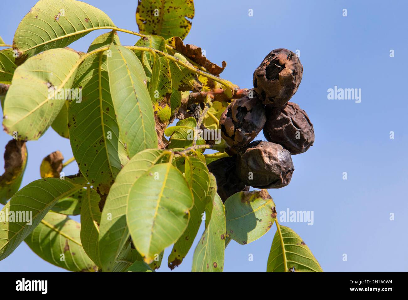 Walnut branch hi-res stock photography and images - Alamy