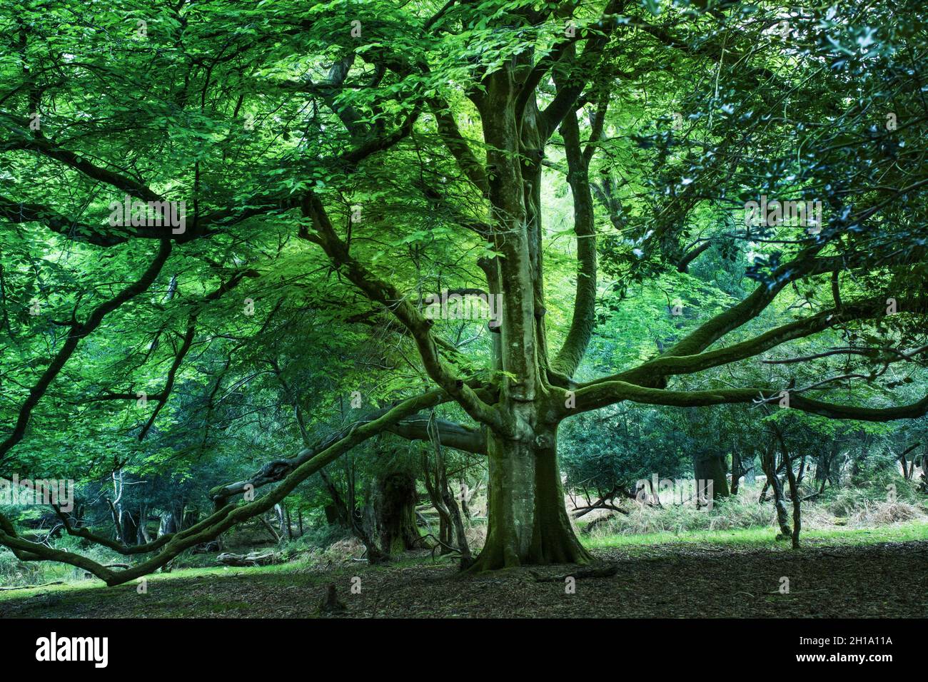 Trees in New Forest Ancient Woodland Stock Photo - Alamy
