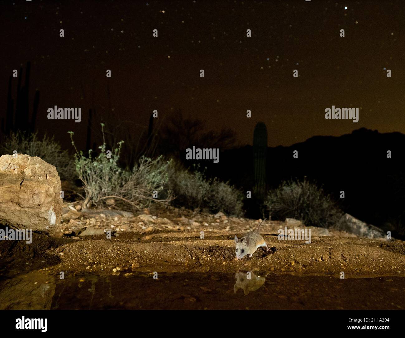 Sonoran Desert Mouse