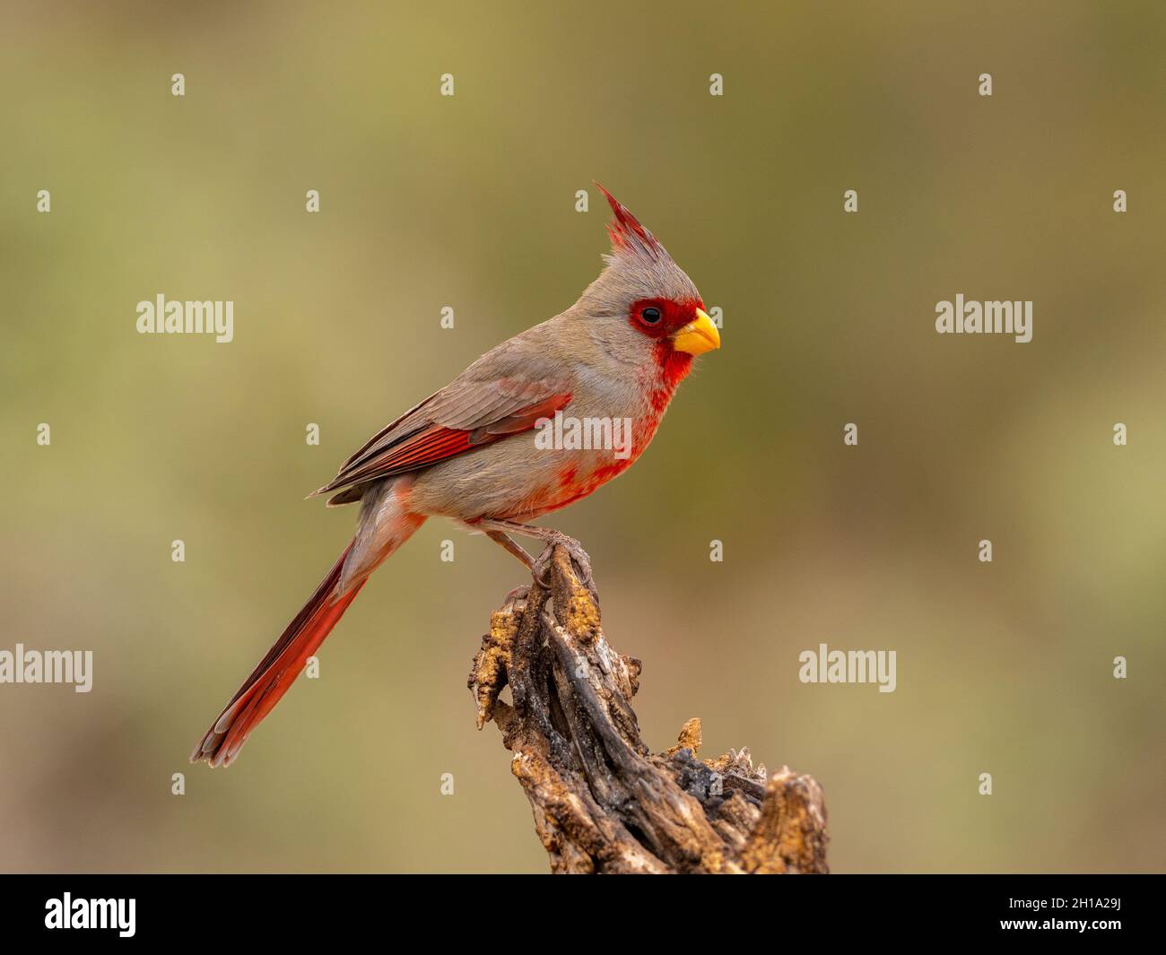 Desert cardinal hi-res stock photography and images - Alamy