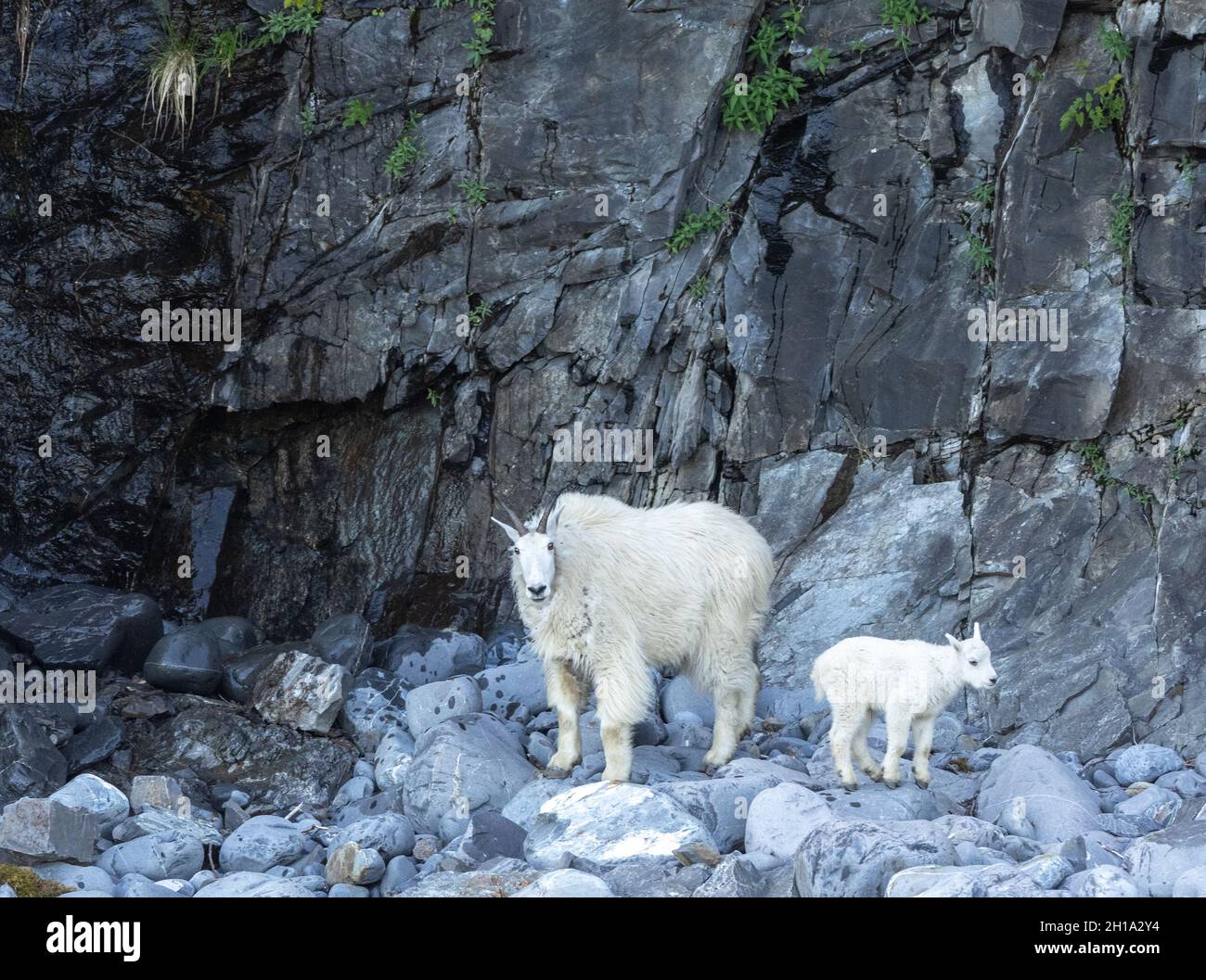 Mountain goats, Kenai Fjords National Park, near Seward, Alaska Stock ...