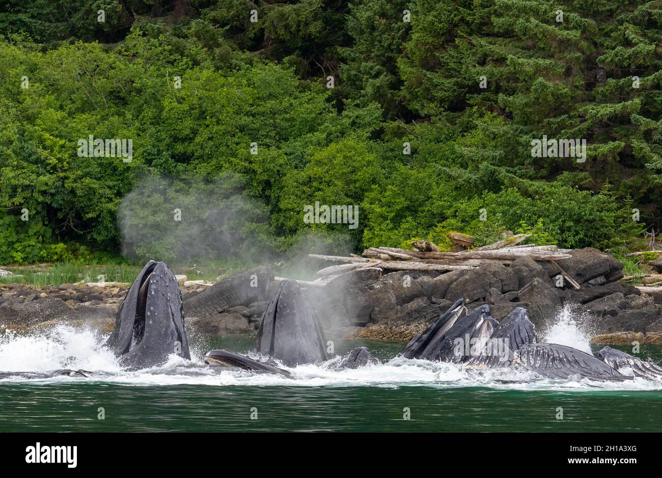 Group of humpback whales feeding hi-res stock photography and images ...