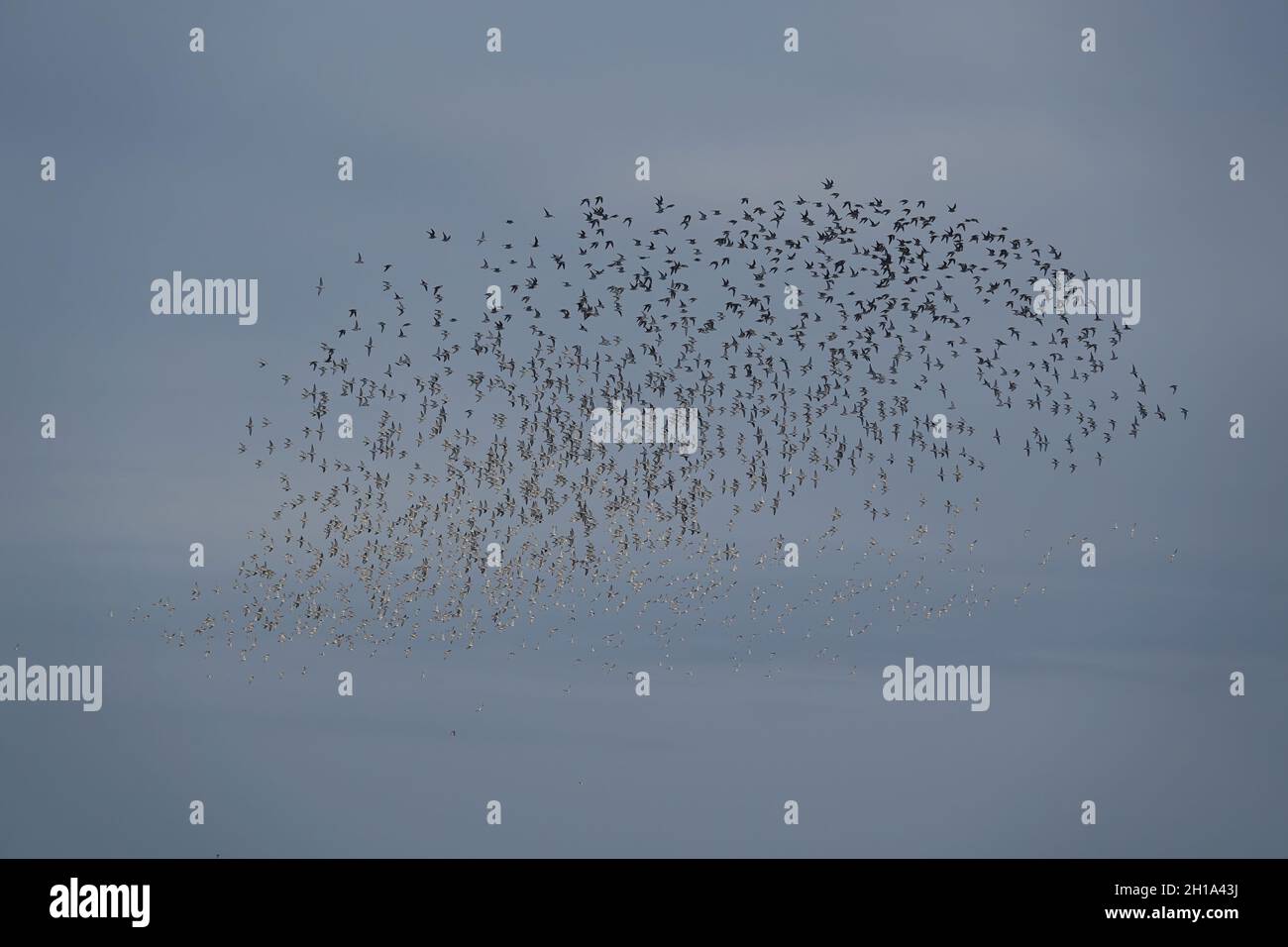 Large wading birds in flight hi-res stock photography and images - Alamy