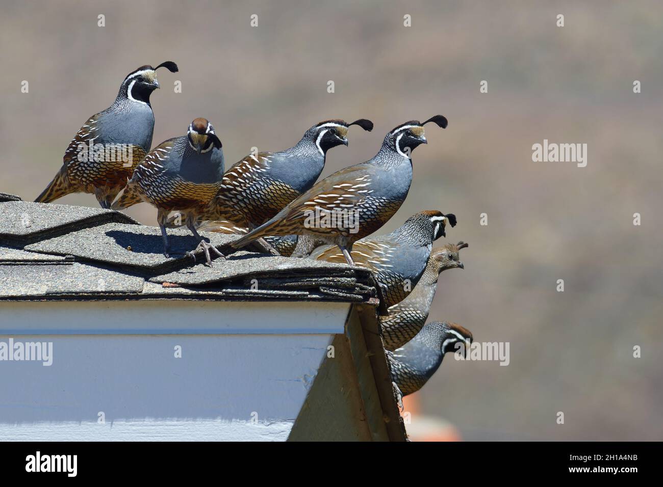 Covey of quails hi-res stock photography and images - Alamy
