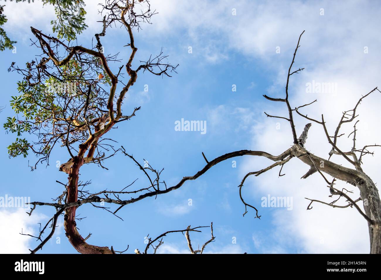 Branch points hi-res stock photography and images - Alamy