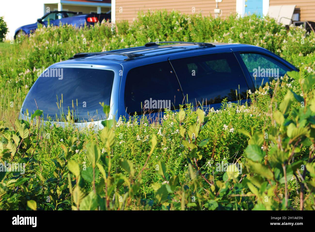 An old blue van by the side of the road, overgrown by grass, bushes ...