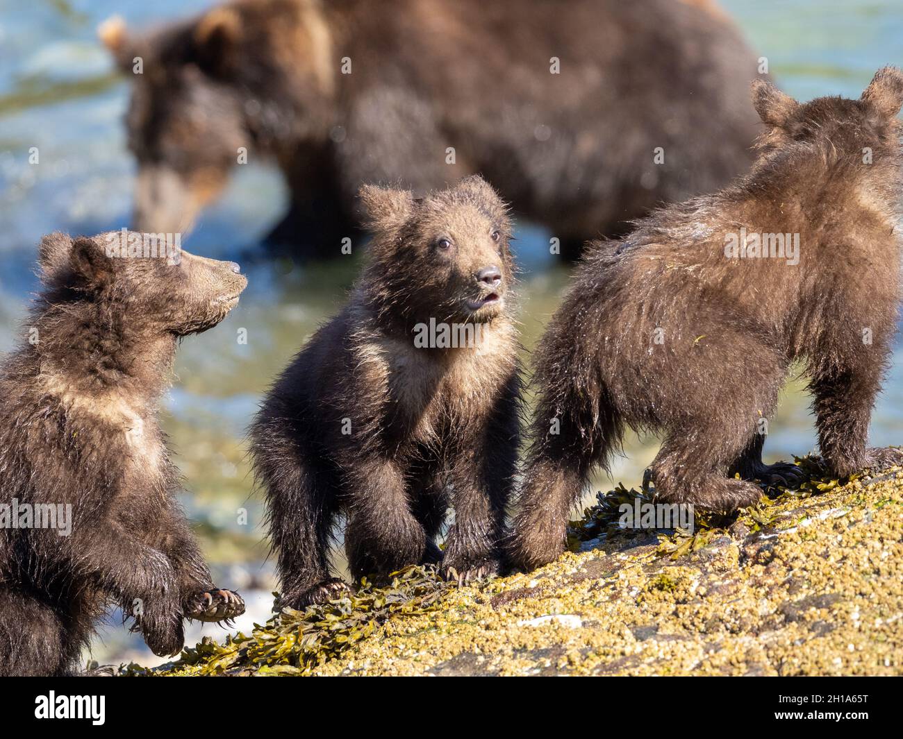 Brown bear, Baranoff Island, Tongass National Forest, Alaska Stock ...