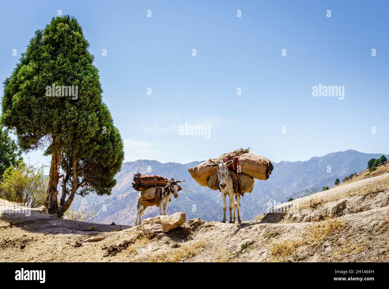 Two pack mules on a ridge in the mountains of Shirkent National Park in ...