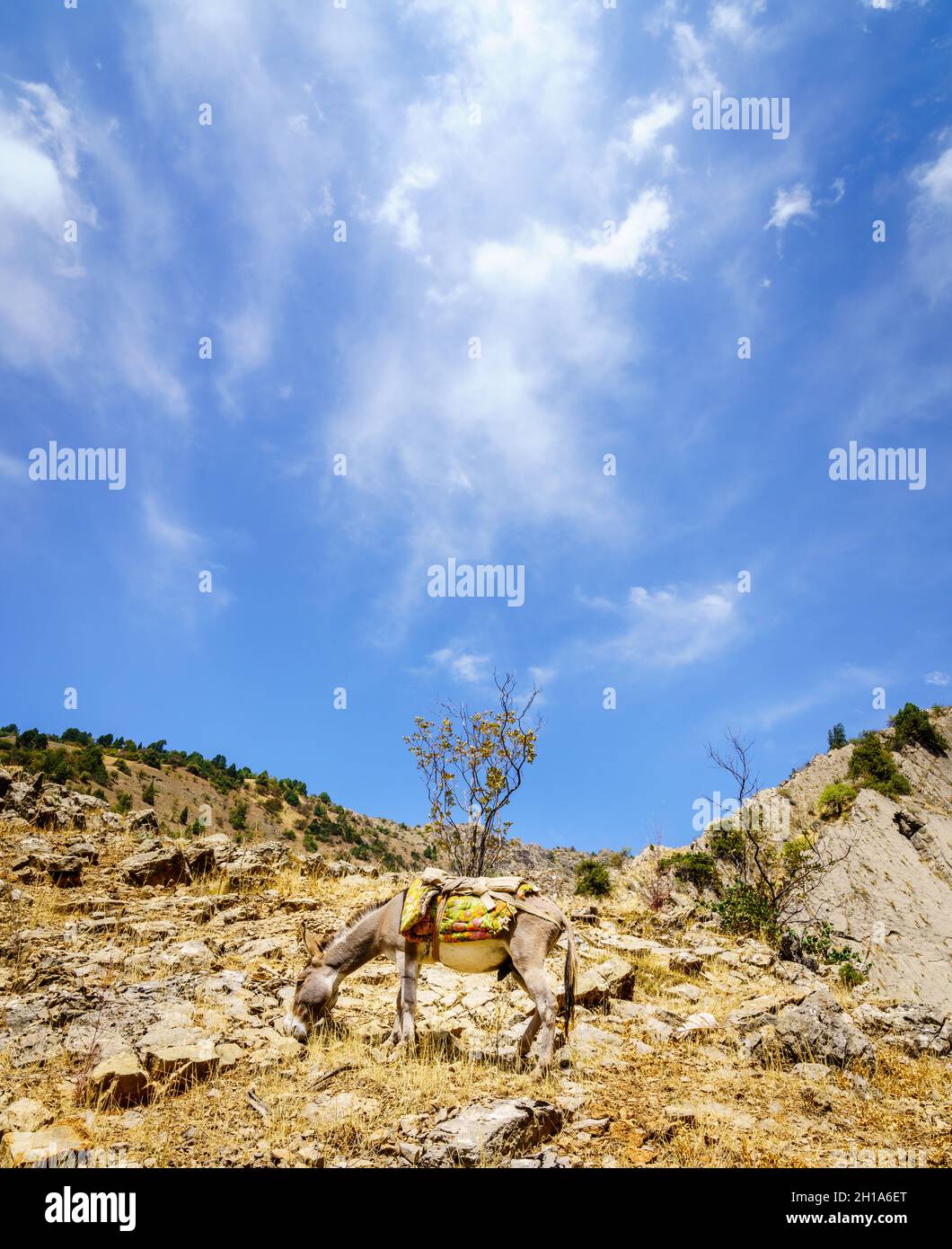 Saddle mule hi-res stock photography and images - Alamy