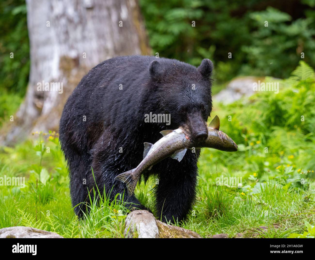 Black bear, Anan Wildlife Observatory Site, Tongass National Forest ...