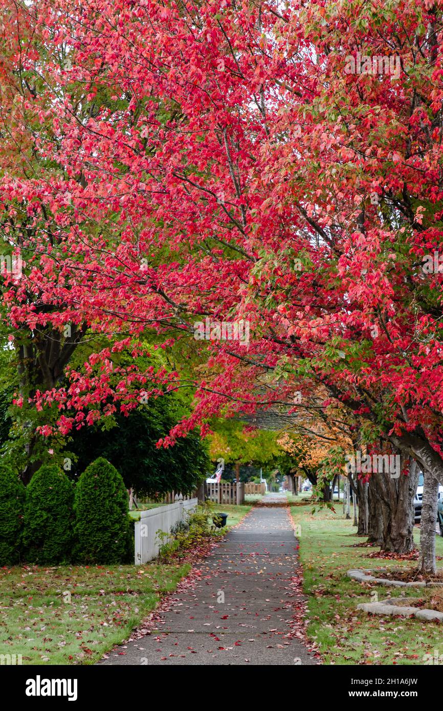 A sidewalk lined with lovely fall foliage Stock Photo - Alamy