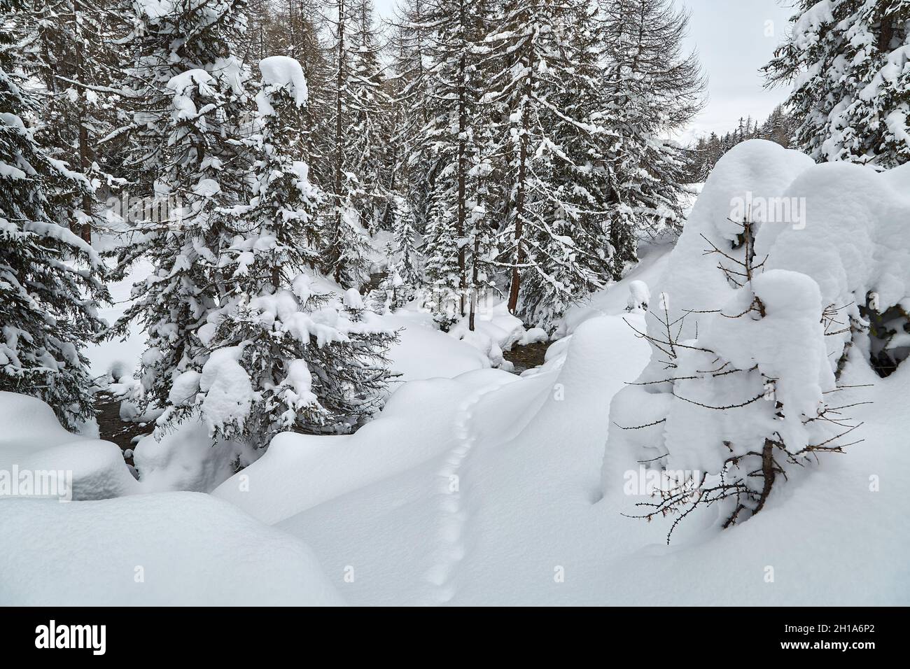 Alpine landscape with deep snow and forest trail hi-res stock ...