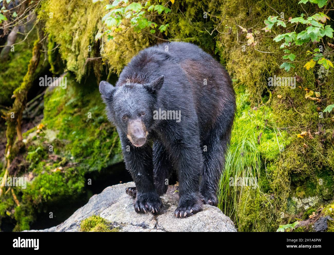 Black Bear Anan Wildlife Observatory Site Tongass National Forest