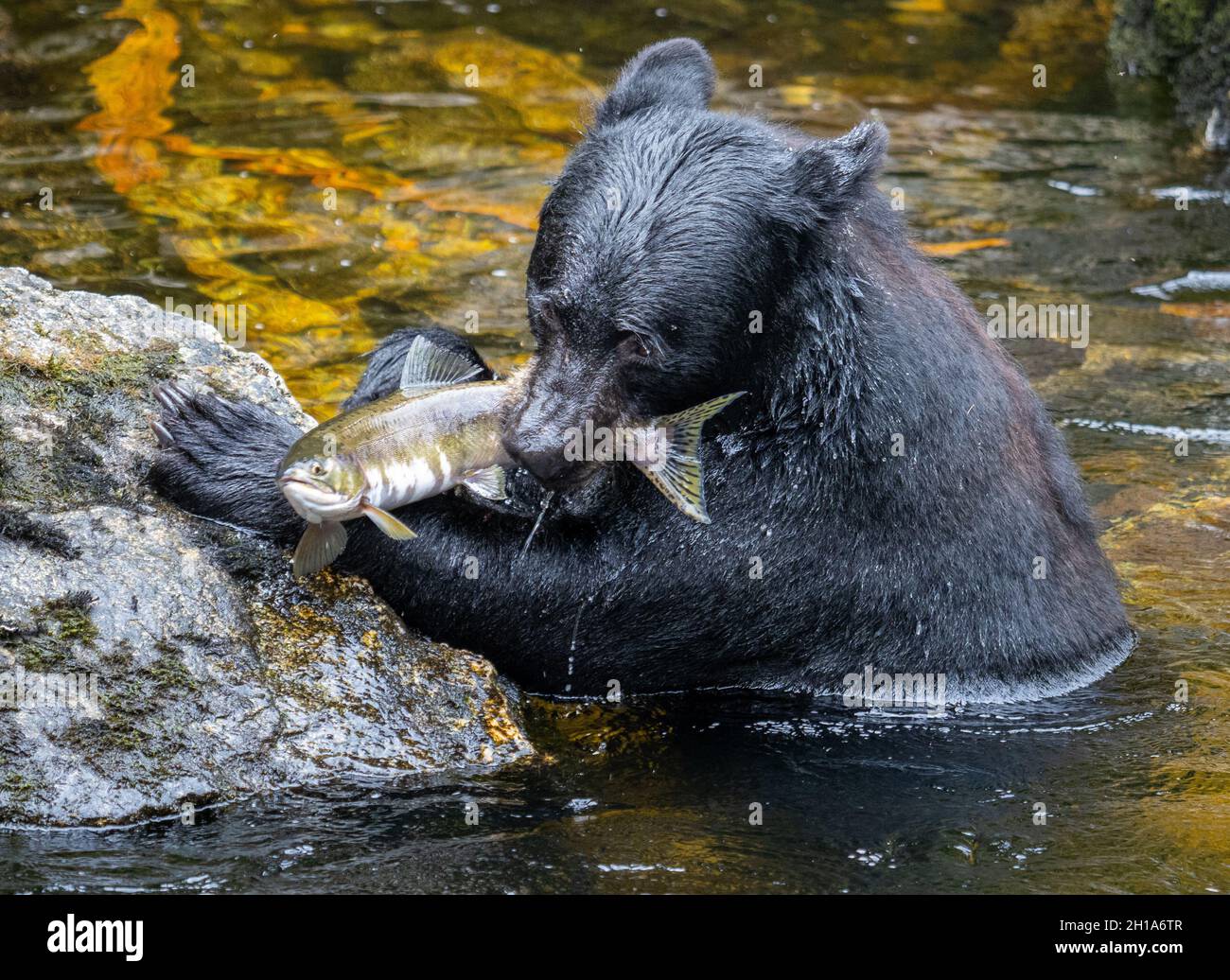 Black bear, Anan Wildlife Observatory Site, Tongass National Forest ...