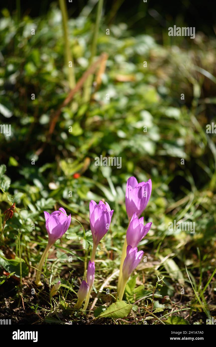 Colchicum flowers close-up on a flower bed in the bright light of the ...