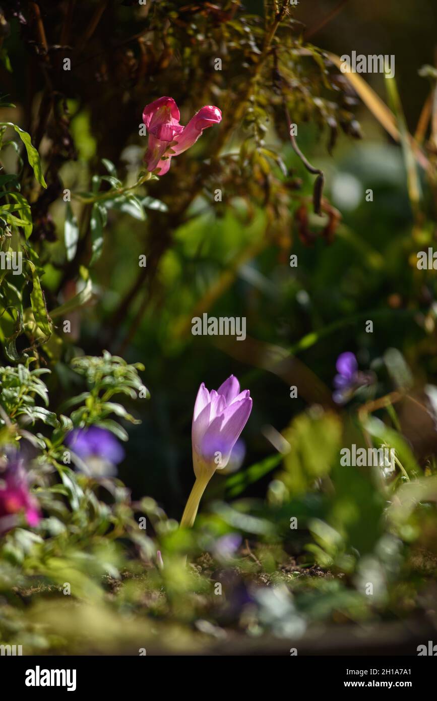 Colchicum flowers close-up on a flower bed in the bright light of the ...