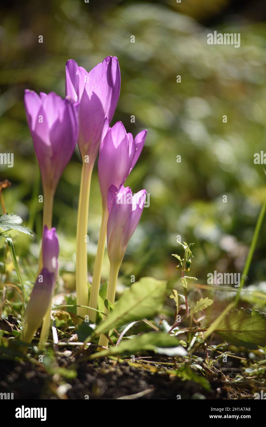 Colchicum flowers close-up on a flower bed in the bright light of the ...