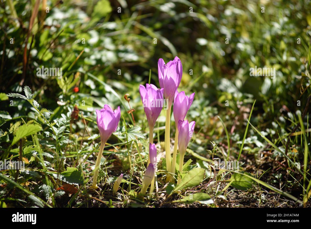 Colchicum flowers close-up on a flower bed in the bright light of the ...