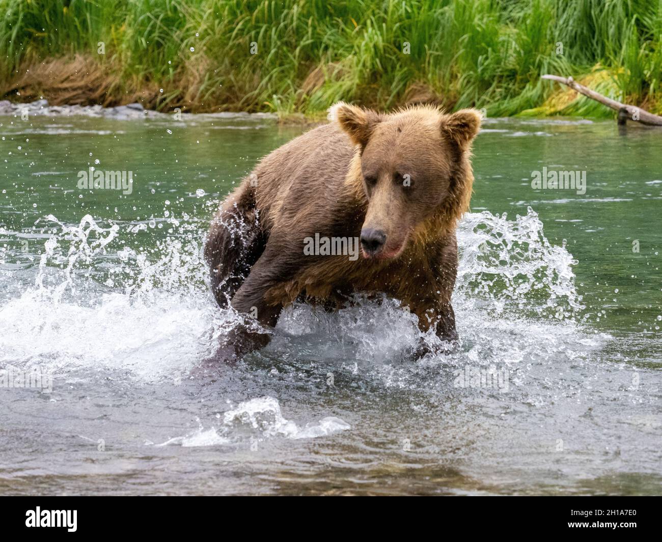Running grizzly bear hi-res stock photography and images - Alamy