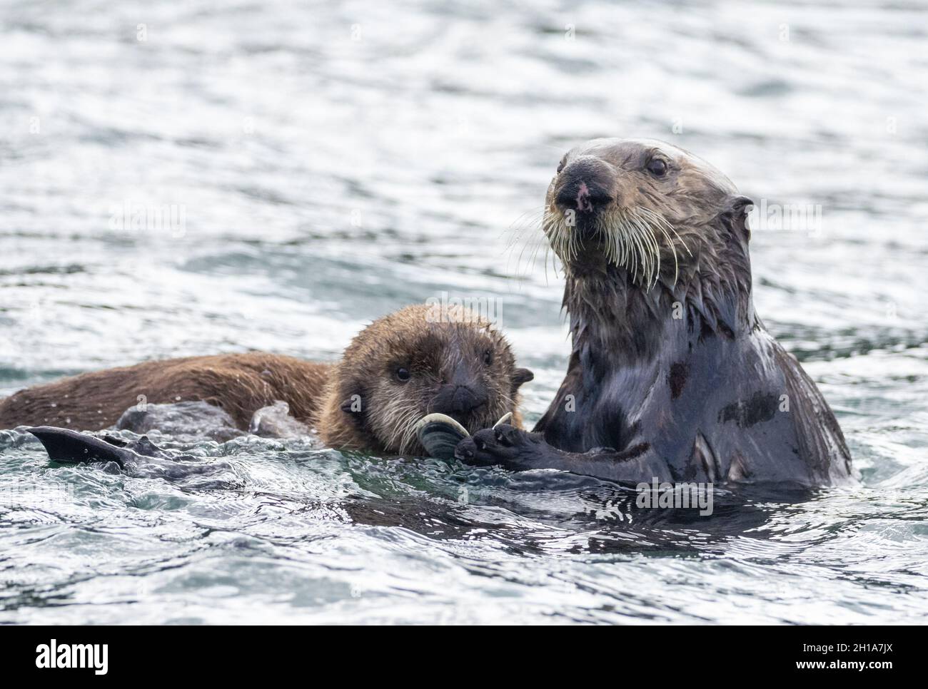 Sea Otter, Kodiak Island, Alaska Stock Photo - Alamy