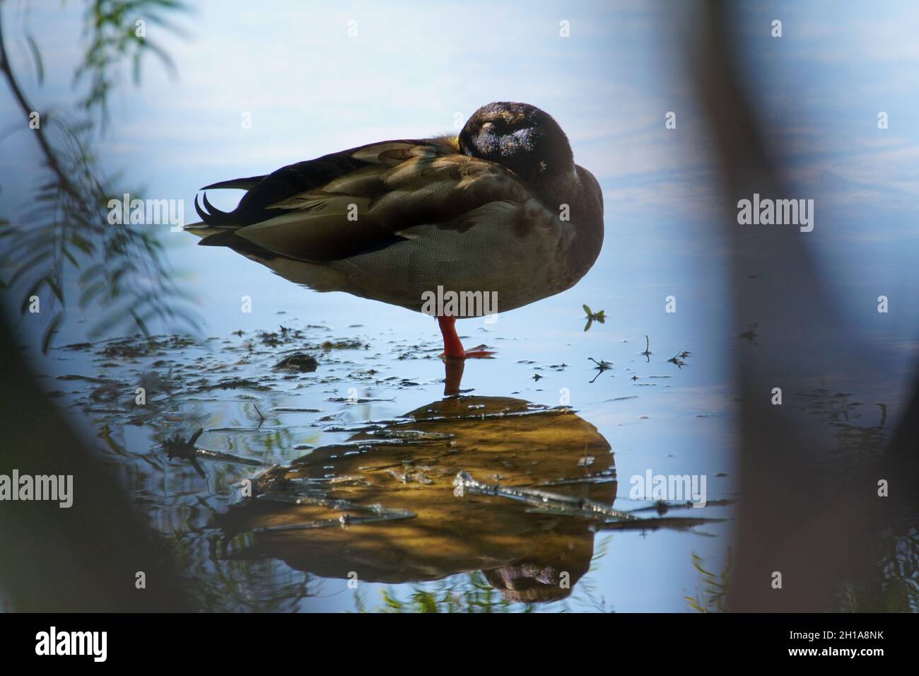 Fuzzy headed hi-res stock photography and images - Alamy