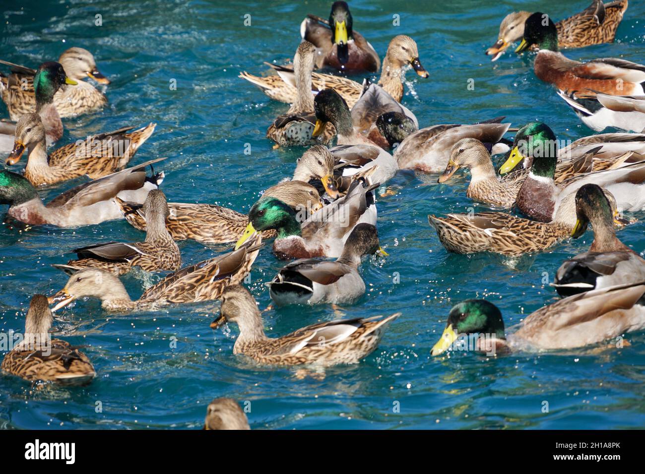 Ducks thrive at a local riparian preserve in the Arizona desert Stock ...