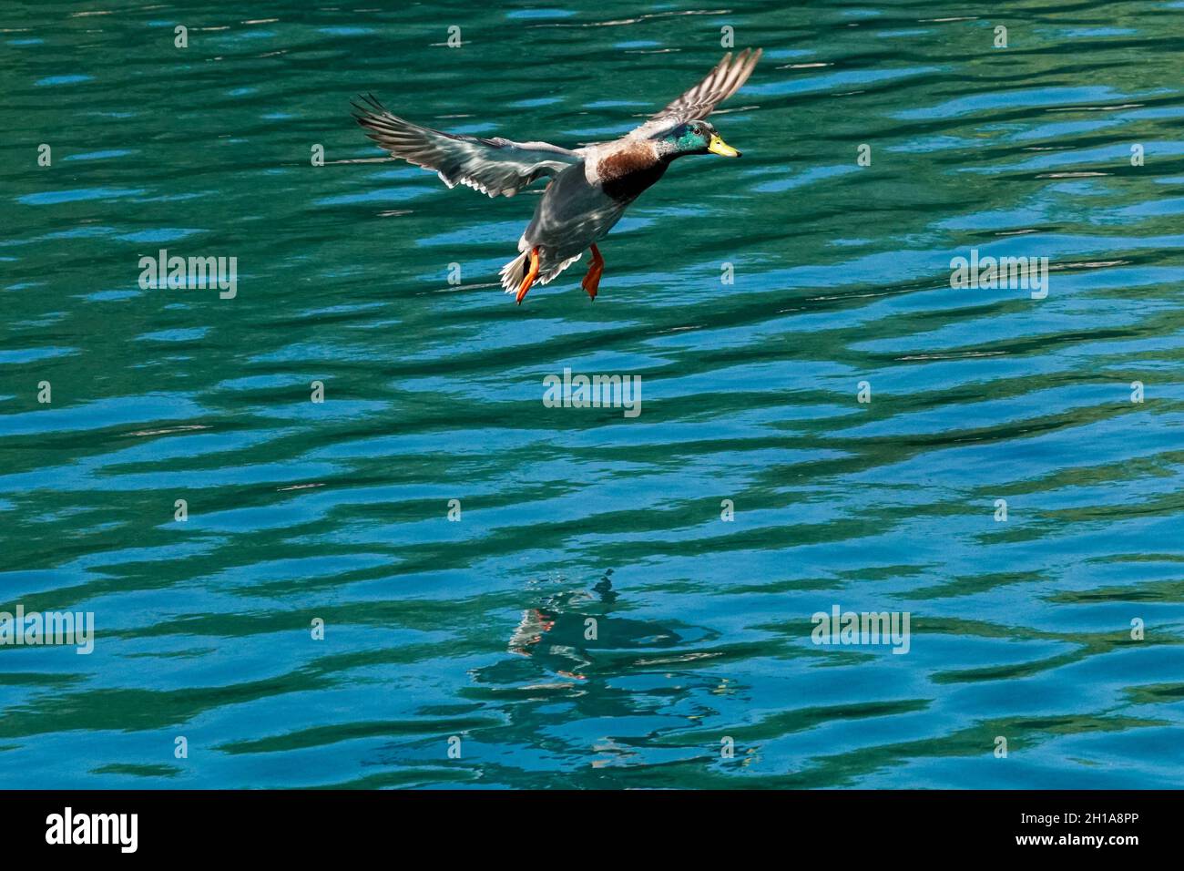 Ducks thrive at a local riparian preserve in the Arizona desert Stock ...