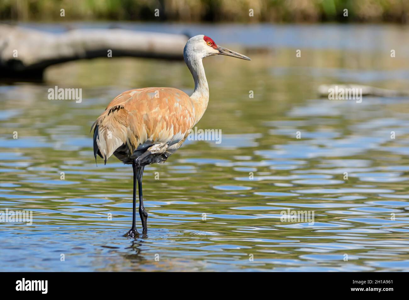 Lesser Sandhill Crane, Grus canadensis canadensis, also known as ...