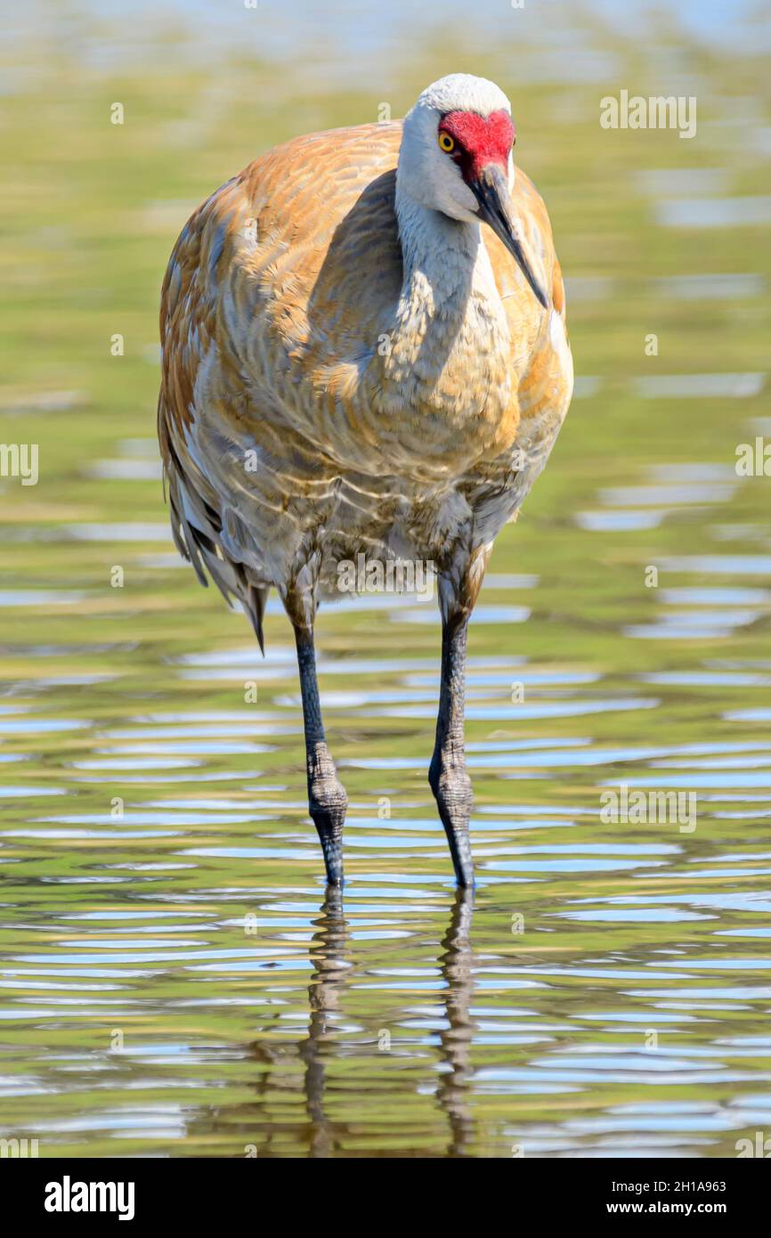 Lesser Sandhill Crane, Grus canadensis canadensis, also known as ...