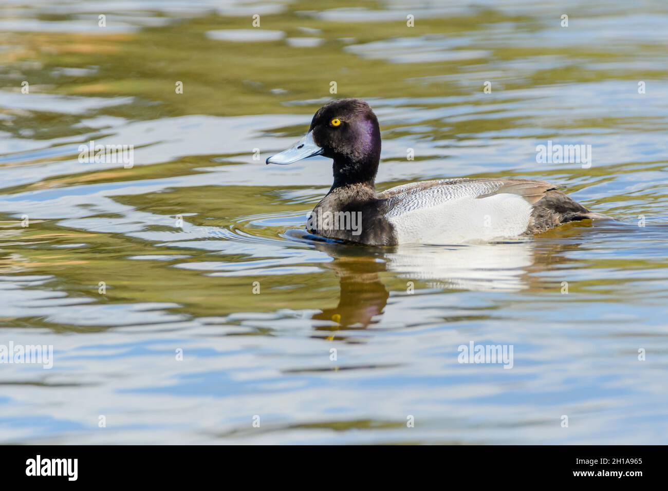 Drake Scaup
