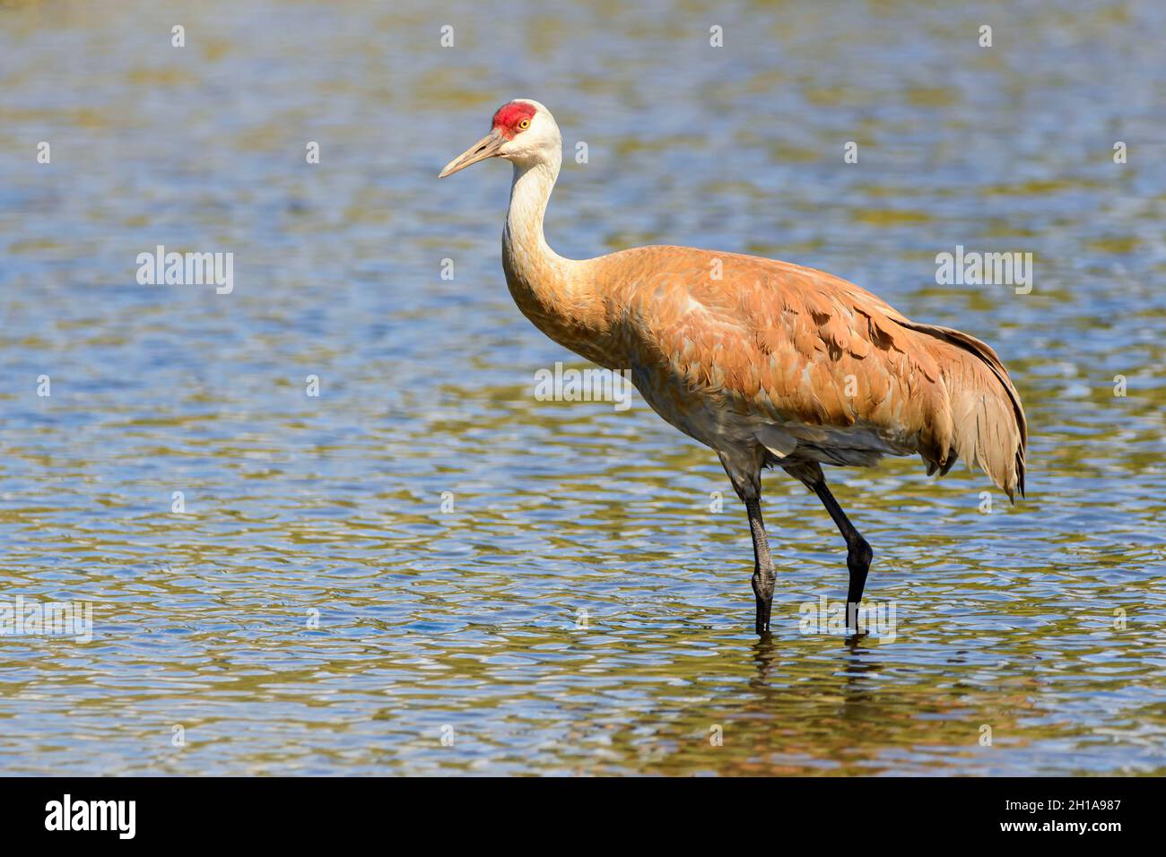 Lesser Sandhill Crane, Grus canadensis canadensis, also known as ...