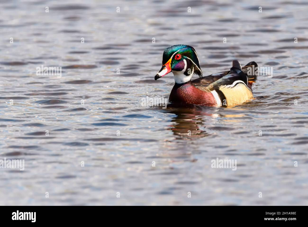 Birds of burnaby lake hi-res stock photography and images - Alamy