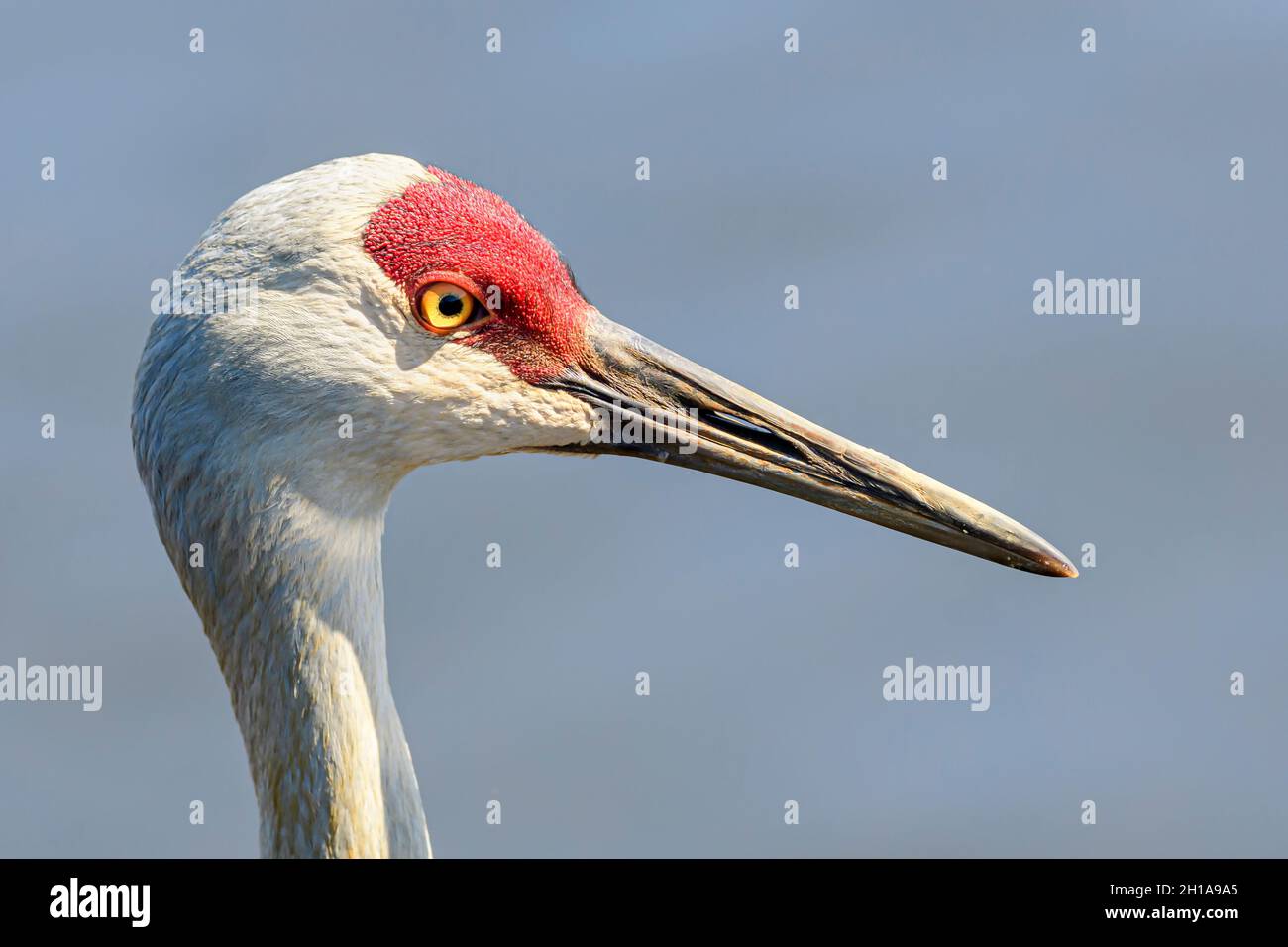Lesser Sandhill Crane, Grus canadensis canadensis, also known as ...