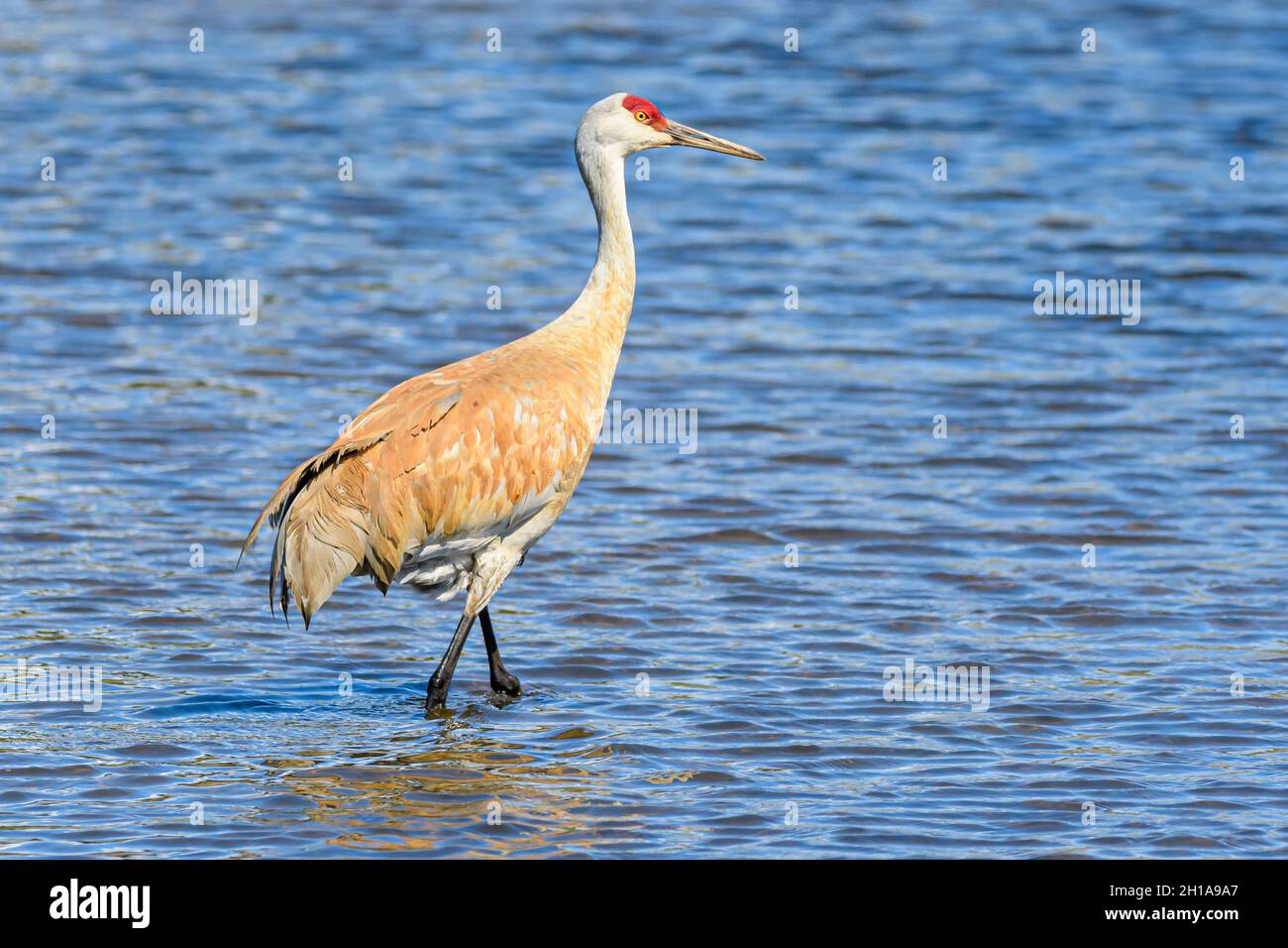 Lesser Sandhill Crane, Grus canadensis canadensis, also known as ...