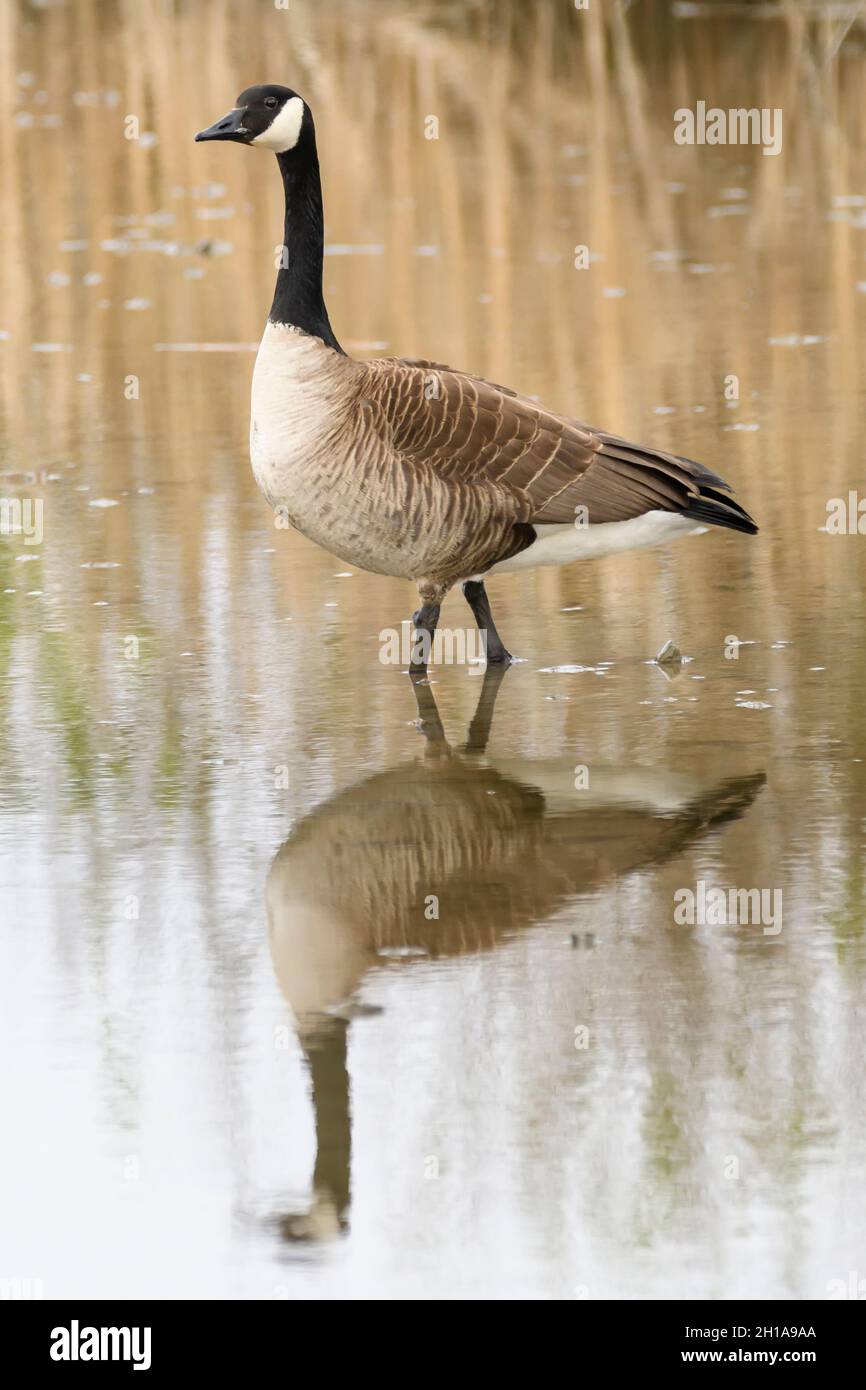 Canada goose, Branta canadensis, George C. Reifel Migratory Bird ...