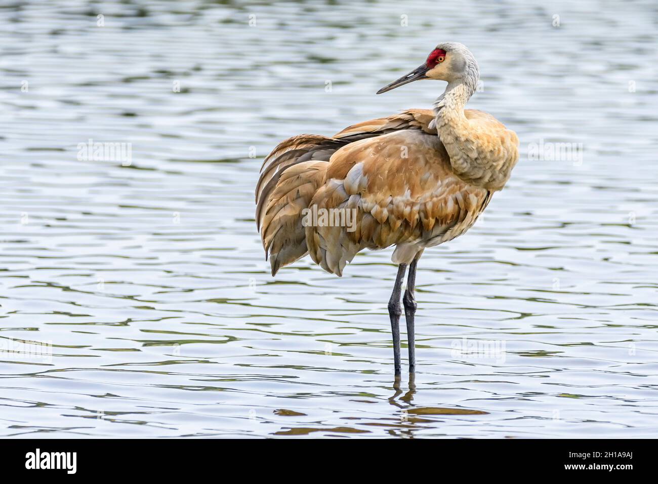 Lesser Sandhill Crane, Grus canadensis canadensis, also known as ...