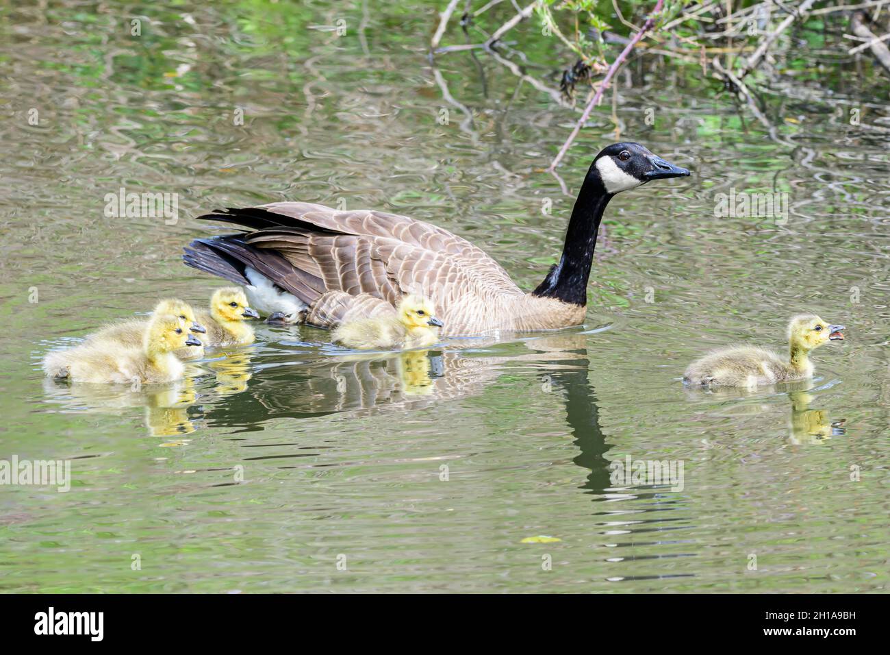 Goslings and Canada goose, Branta canadensis, Burnaby Lake Regional ...