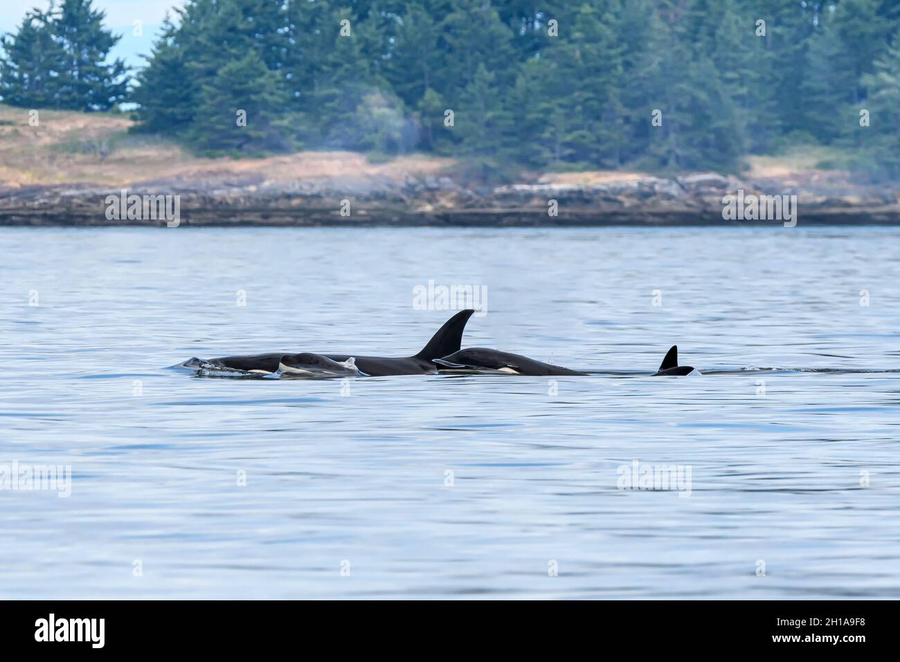 Transient Orca or Bigg's Killer Whales, Orcinus orca, Salish Sea ...
