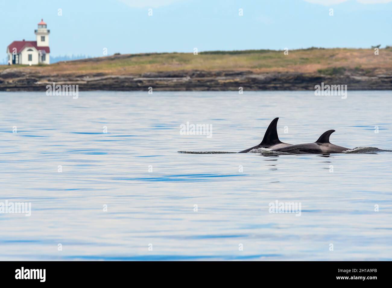 Transient Orca or Bigg's Killer Whales, Orcinus orca, Patos Island ...