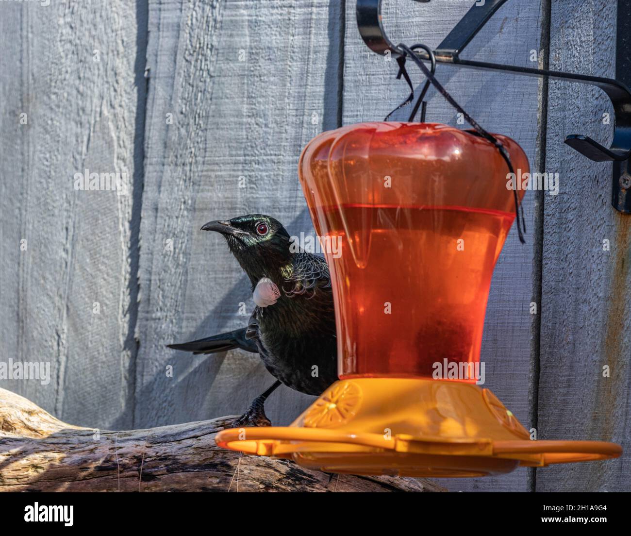 Tui at garden feeder Stock Photo - Alamy