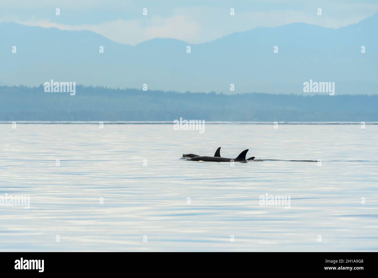 Transient Orca or Bigg's Killer Whales, Orcinus orca, Salish Sea ...