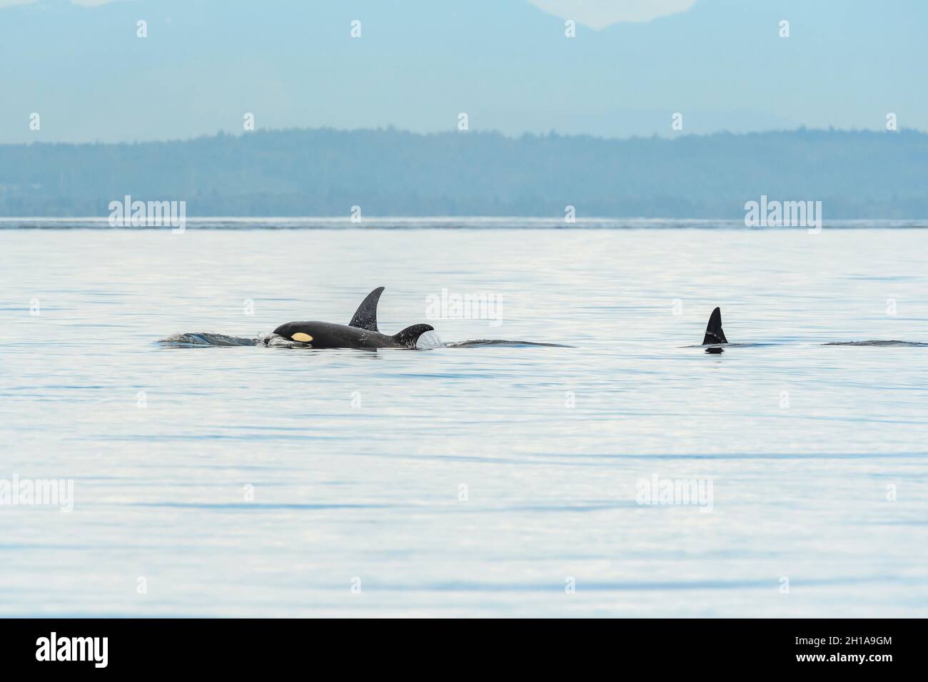 Transient Orca or Bigg's Killer Whales, Orcinus orca, Salish Sea ...