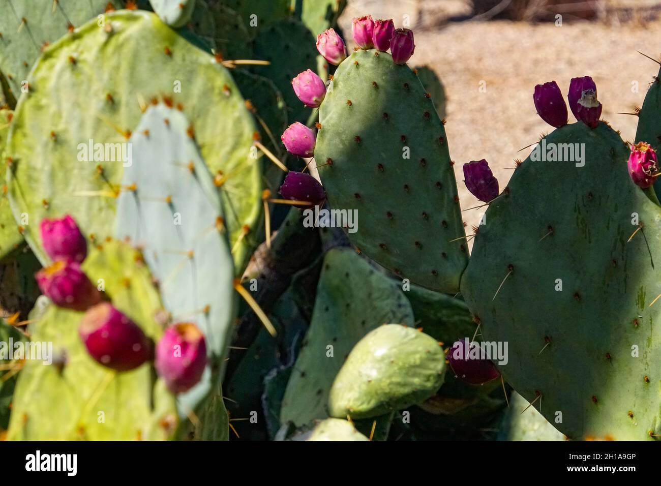 Various forms of cactus grow naturally throughout the Sonoran desert in ...