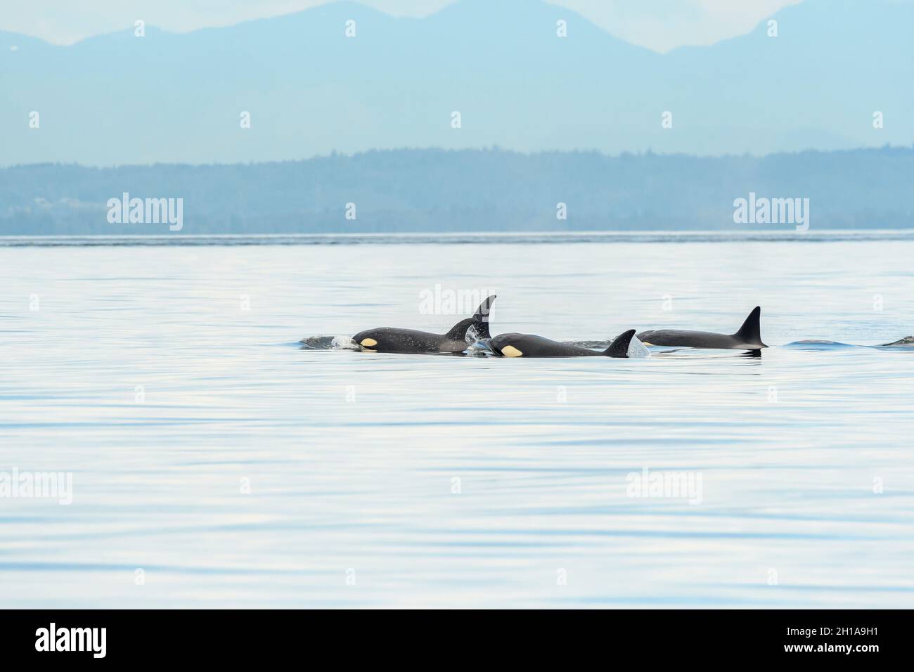 Transient Orca or Bigg's Killer Whales, Orcinus orca, Salish Sea ...