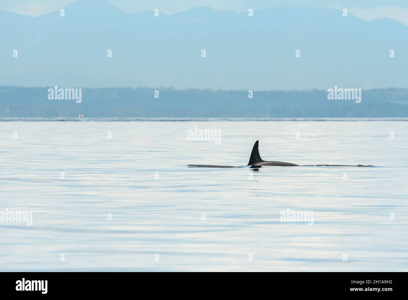 Transient Orca or Bigg's Killer Whales, Orcinus orca, Salish Sea ...