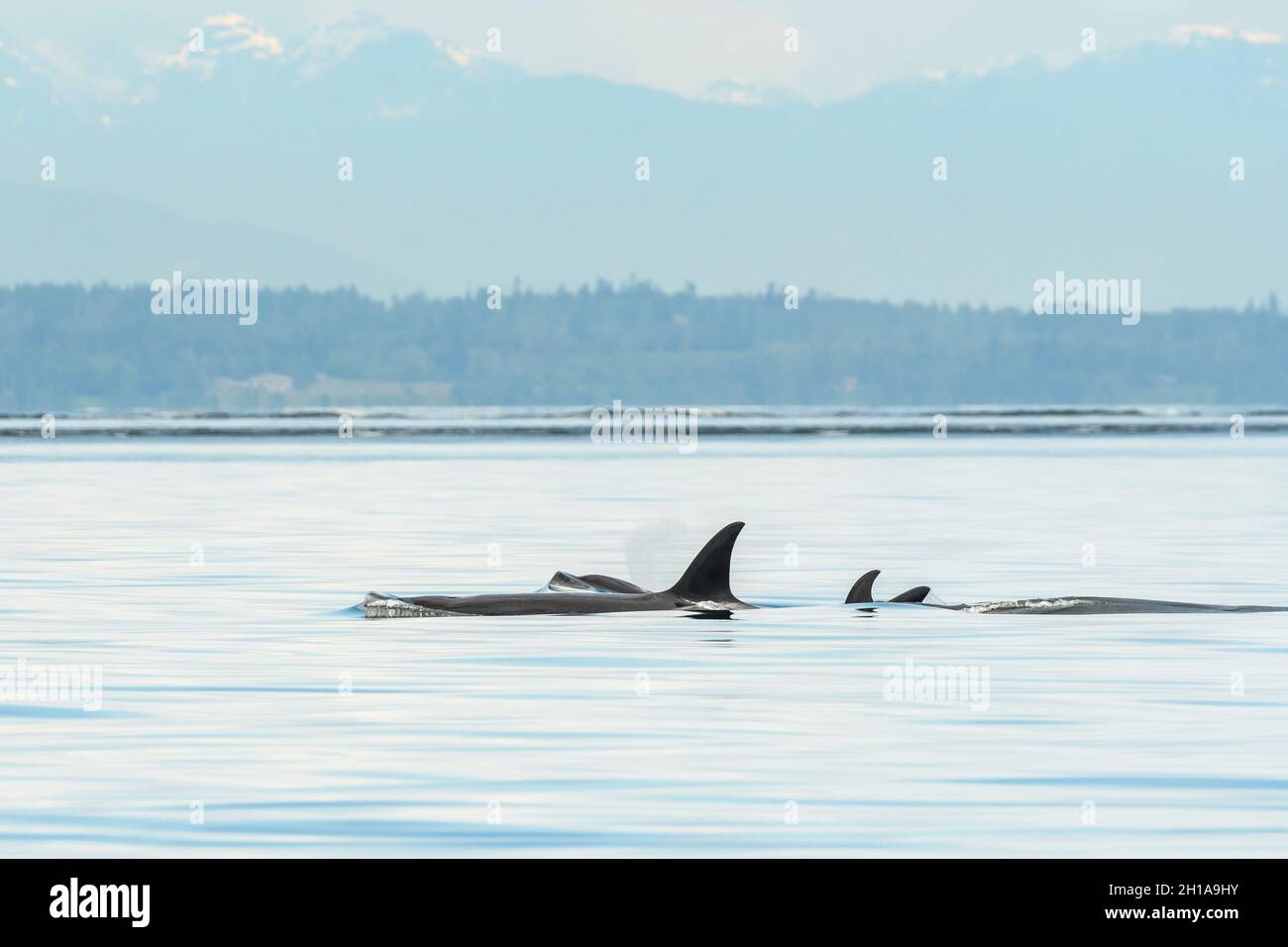 Transient Orca or Bigg's Killer Whales, Orcinus orca, Salish Sea ...