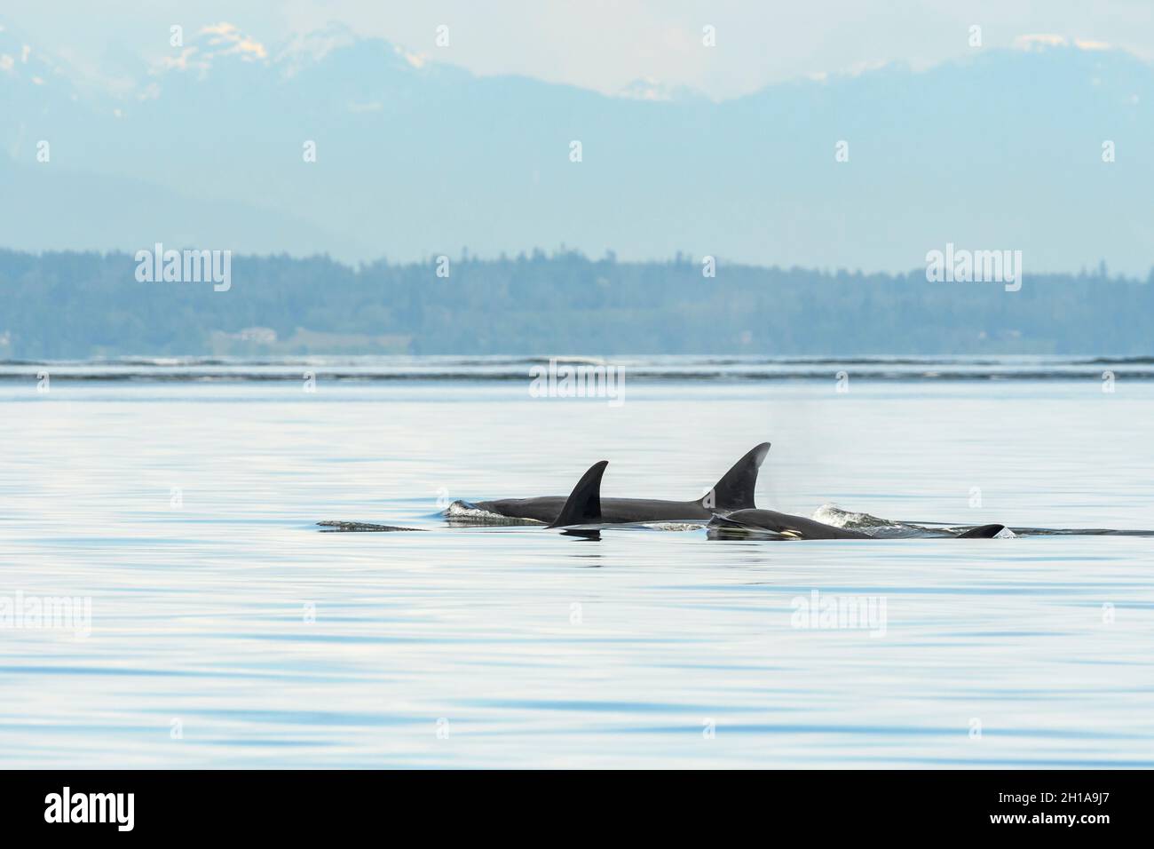 Transient Orca or Bigg's Killer Whales, Orcinus orca, Salish Sea ...