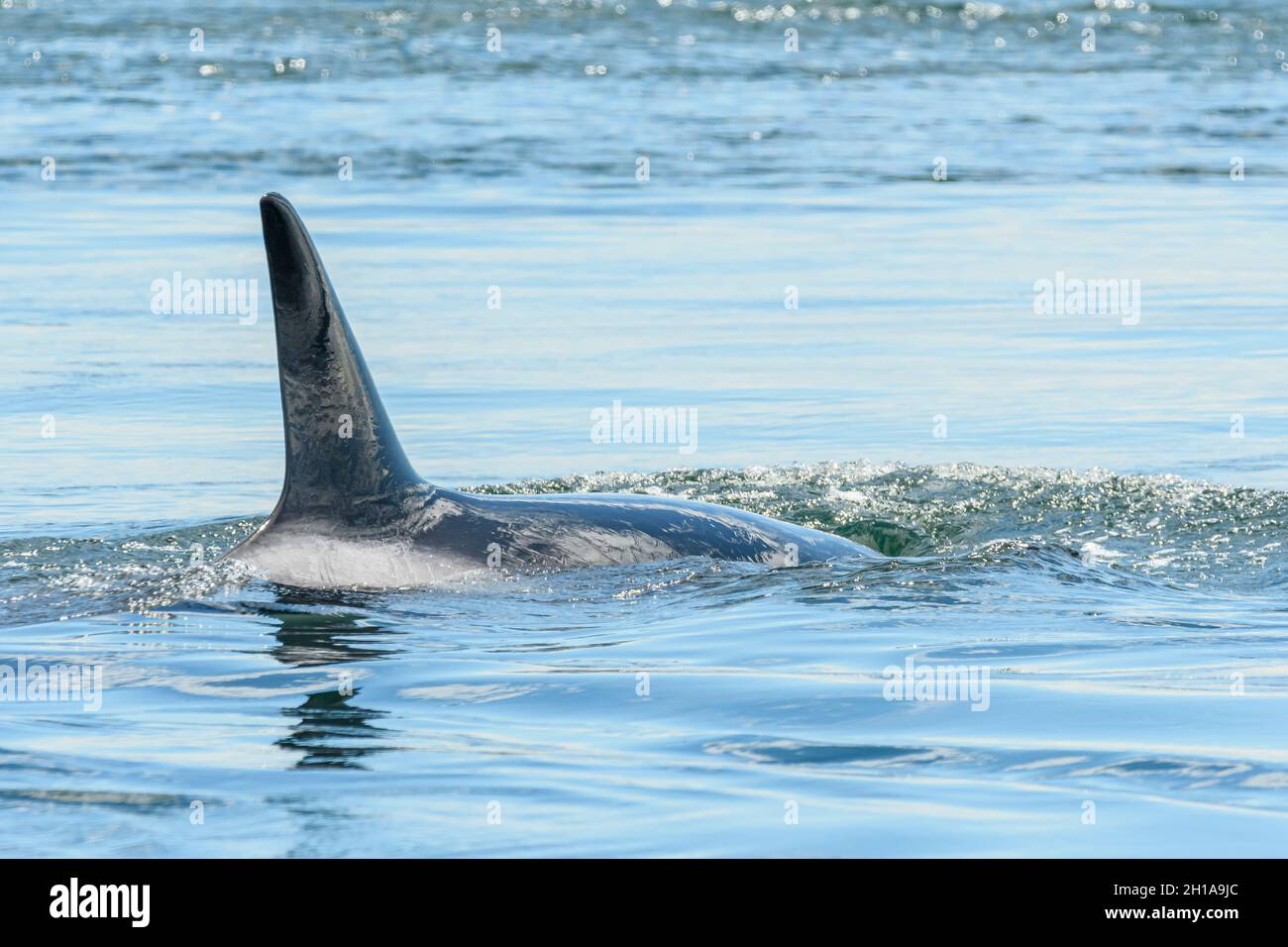 Killer whale dorsal fin hi-res stock photography and images - Alamy