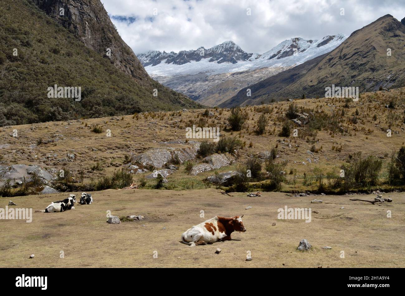 Cows at Cordillera Blanca, Peru Stock Photo - Alamy